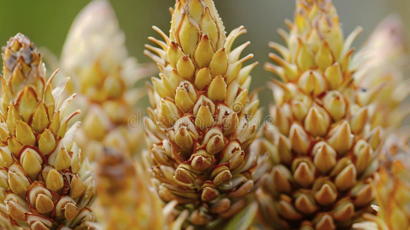 A Beautiful Array of Growth Cones Each with Unique Branching Patterns ...