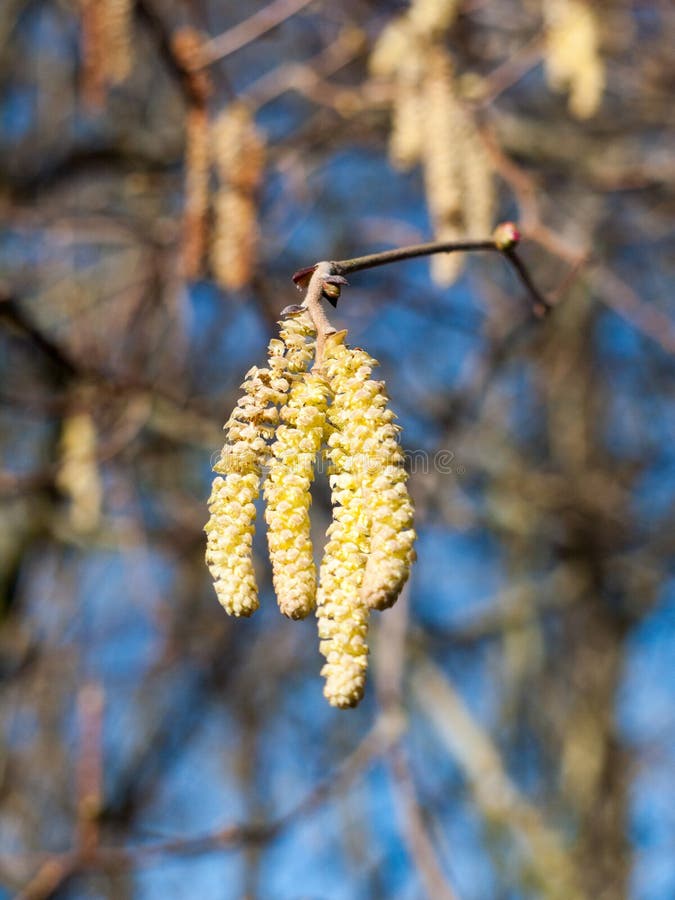Beautiful Array of Hanging Catkins on Bare Branch Tree Sky in Spring ...