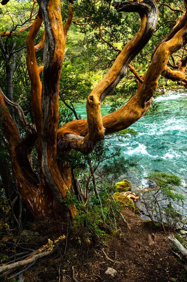 Beautiful Arrayan Tree on the Coast of a River. Los Alerces National ...