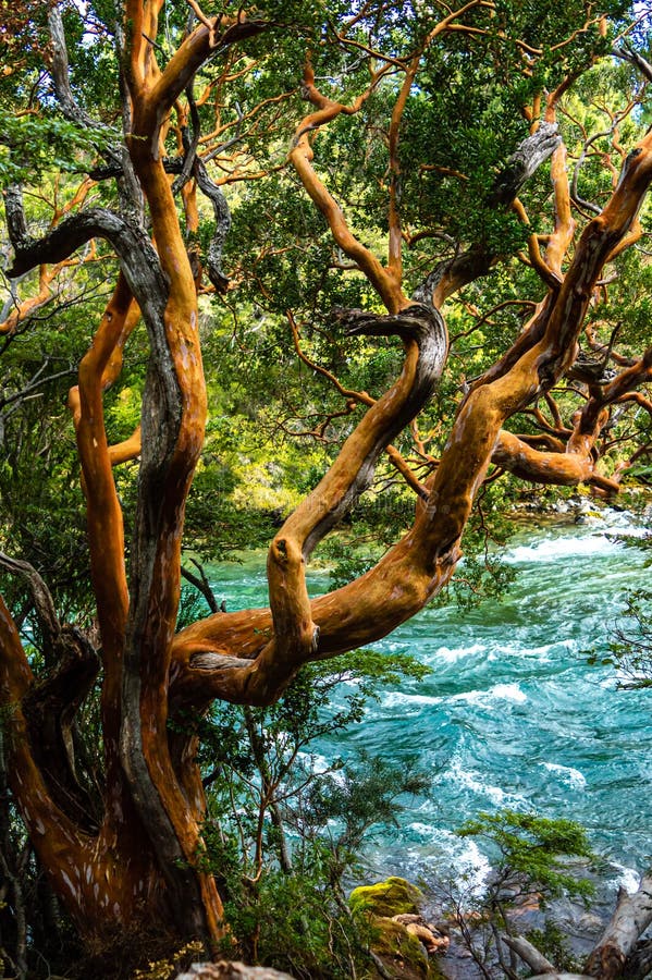 Beautiful Arrayan Tree on the Coast of a River. Los Alerces National ...