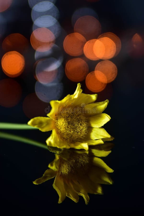 Beautiful Artificial Flower with Reflection on Blurry Light Background ...
