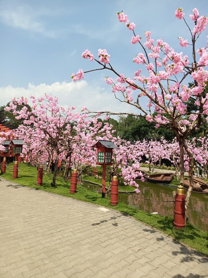 Beautiful Artificial Sakura Garden Stock Image - Image of botany ...
