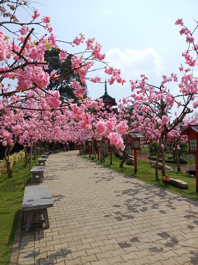 Beautiful Artificial Sakura Garden Stock Photo - Image of bright ...