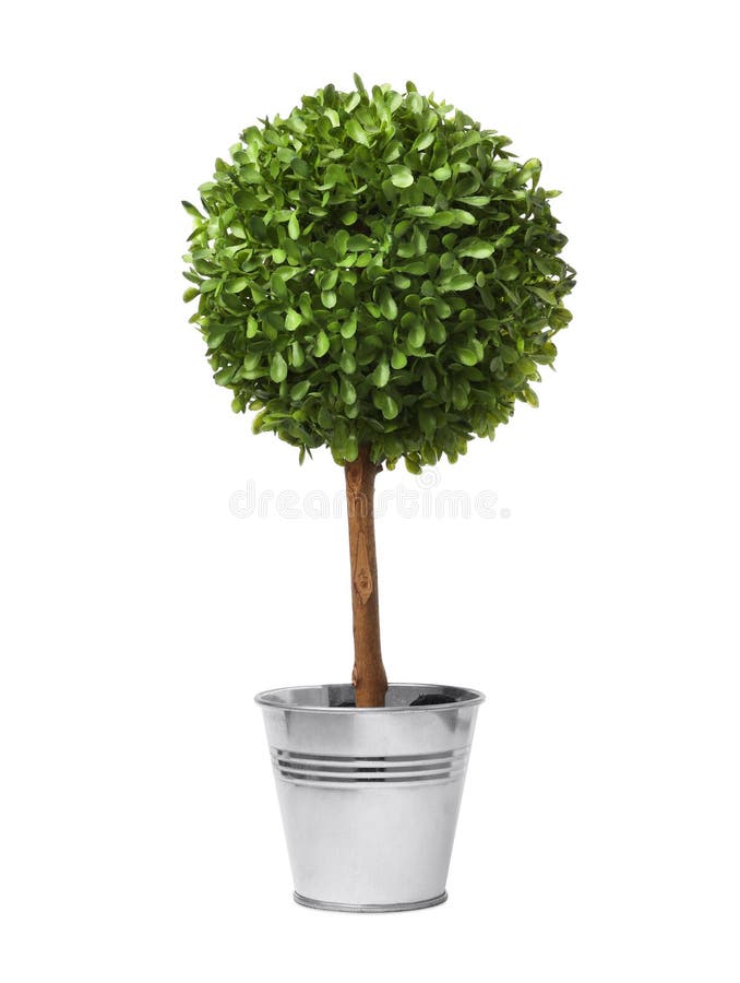 Beautiful Artificial Tree in Flower Pot Isolated on White Stock Image ...