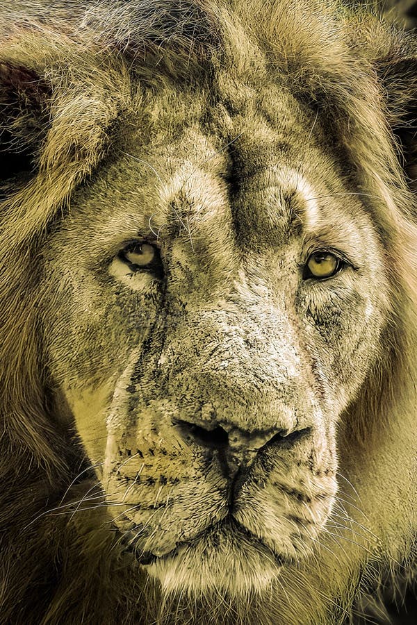 Beautiful Artistic Portrait of a Male Lion Stock Image - Image of ...