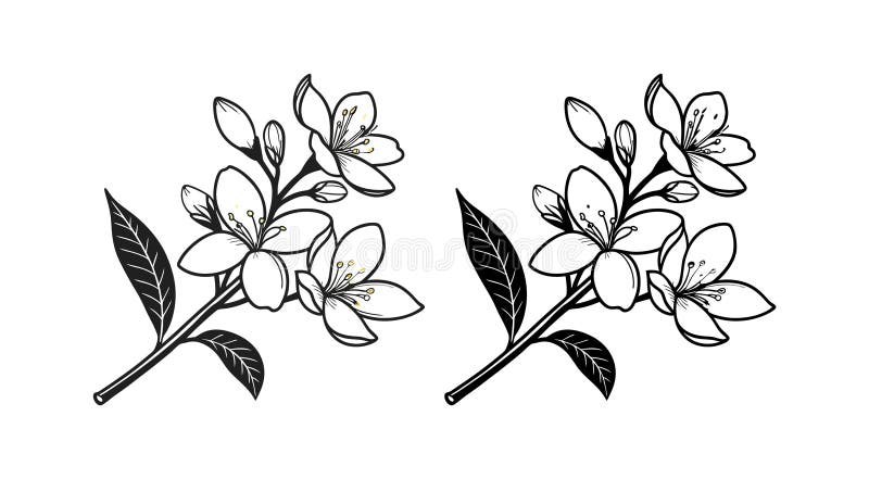 Arabian Jasmine Flower Artwork Stock Illustrations – 18 Arabian Jasmine ...