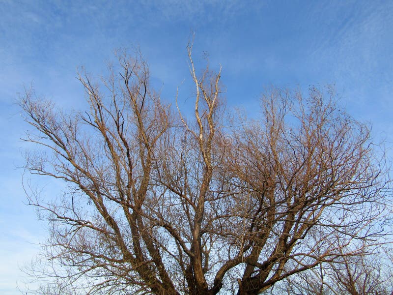Beautiful ash tree canopy stock image. Image of landscape - 180687751