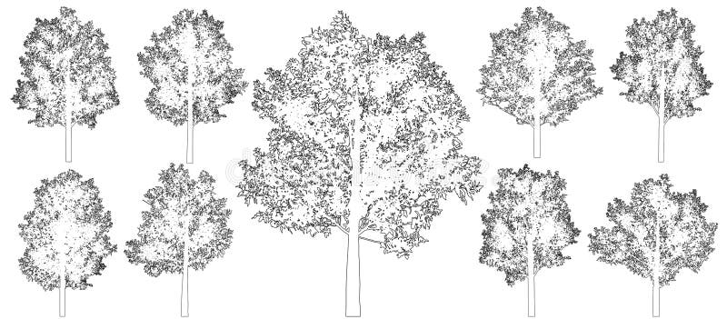 Set of Contour Trees with Roots. Beautiful Fir, Pine, Deciduous Trees ...