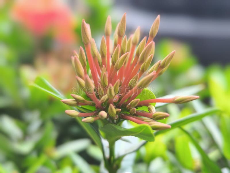 Beautiful Ashoka Flower Buds in the Garden Stock Image - Image of ...