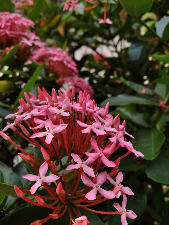 Beautiful Ashoka flowers stock image. Image of ashoka - 229816611