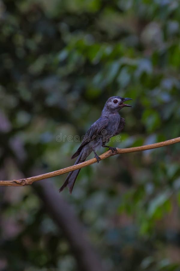 Beautiful Ashy Drongo (Dicrurus Leucophaeus) Stock Image - Image of ...