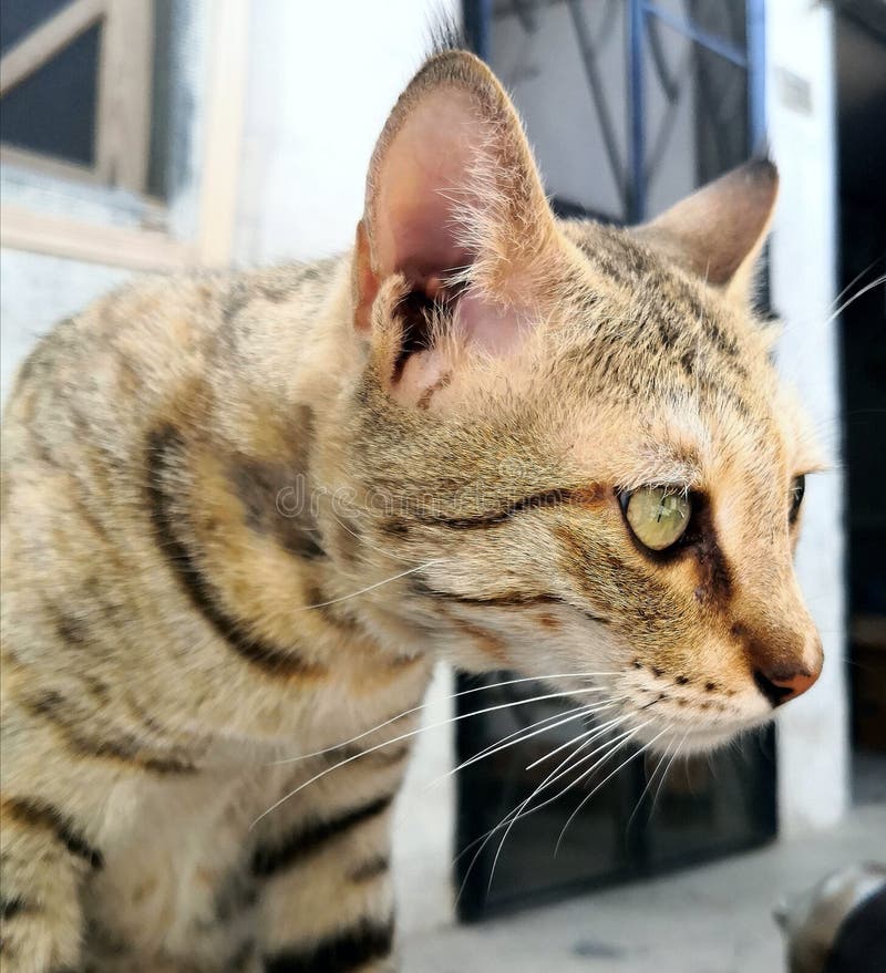 A Beautiful Asian Cat Looking. Stock Image - Image of dessert ...