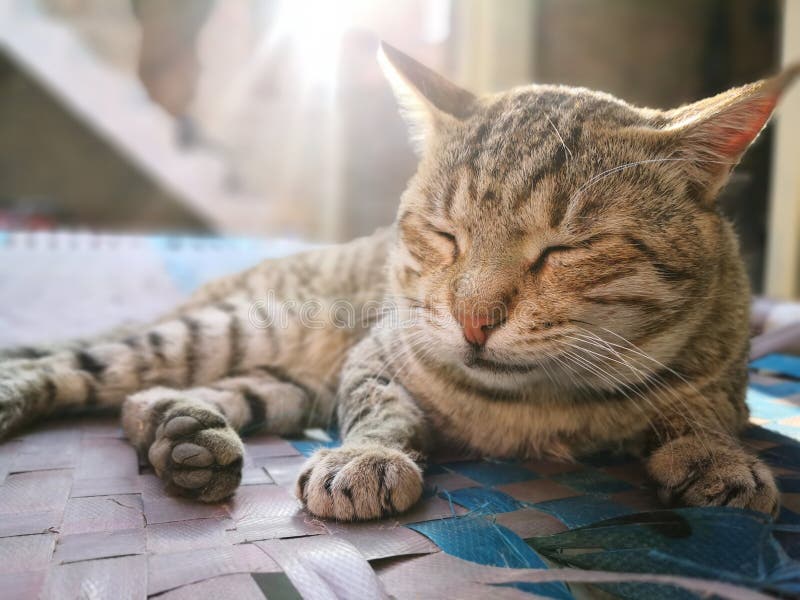 A Beautiful Asian Cat Looking. Stock Photo - Image of circle ...