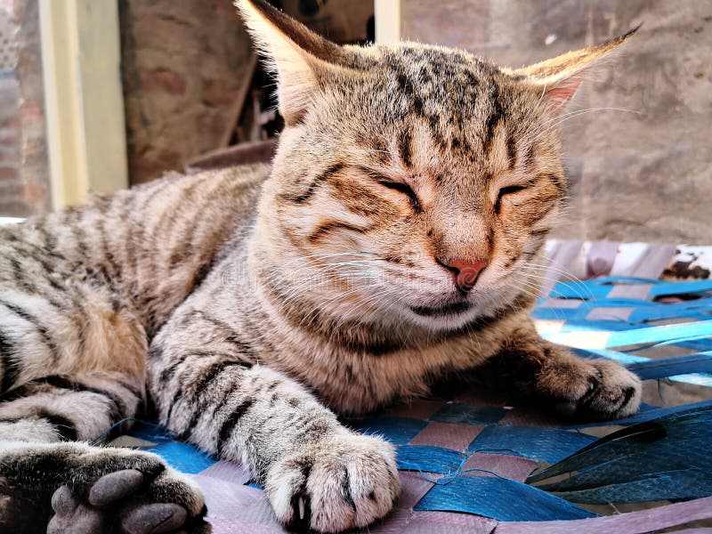 A Beautiful Asian Cat Looking. Stock Image - Image of sunlight, line ...