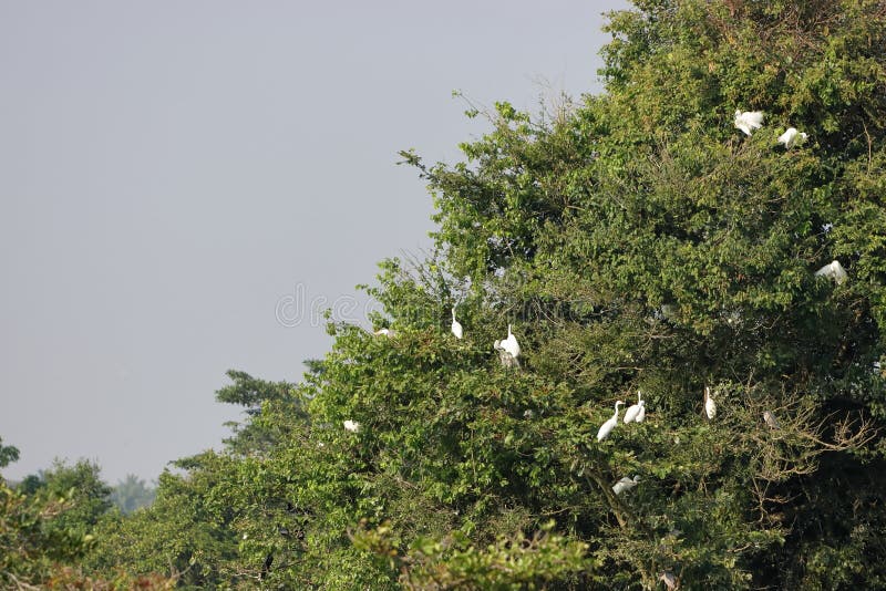 Group of Forest Birds Perched on a Tree Stock Photo - Image of tree ...