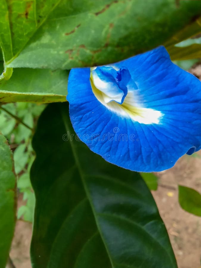 568 Beautiful Pigeon Wings Flower Stock Photos - Free & Royalty-Free ...