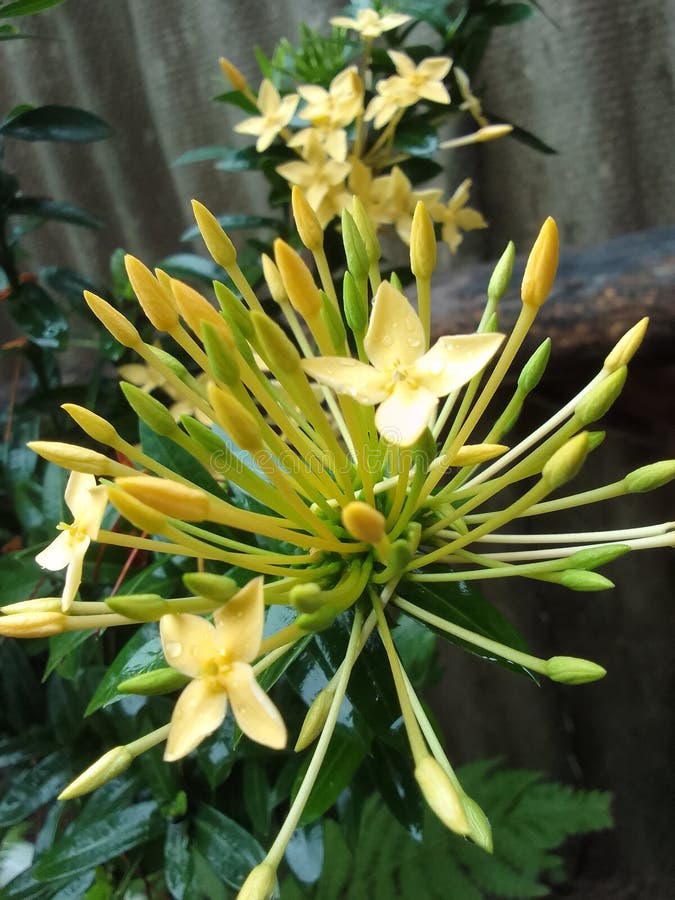 Beautiful asoka flower stock image. Image of cute, flower - 359120241