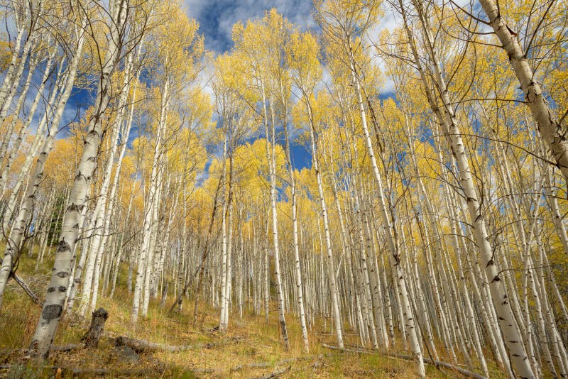 Beautiful Aspen Grove in the Fall Stock Image - Image of sunset, leaves ...