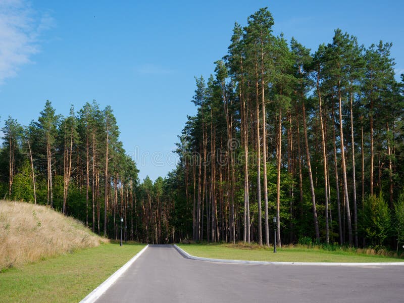 Beautiful Asphalt Path among the Pine Forest Stock Image - Image of ...