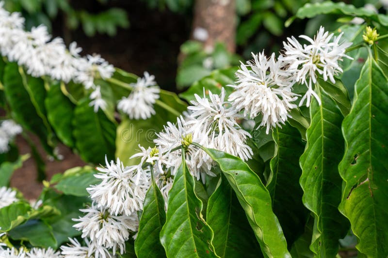 Beautiful Assortment of Aromatic Coffee Flower Stock Image - Image of ...