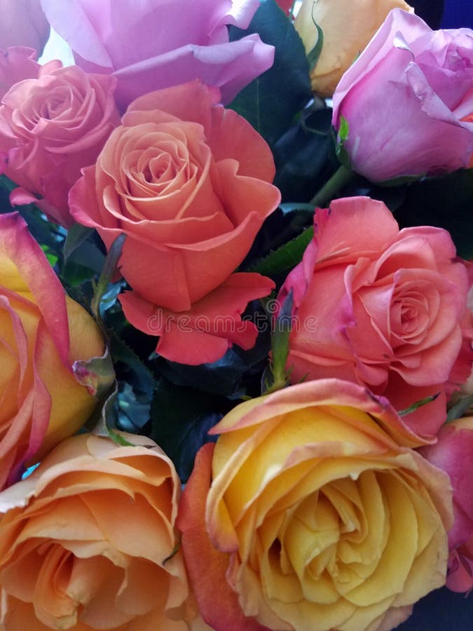 Beautiful Assortment of Roses Stock Image - Image of yellow, petal ...