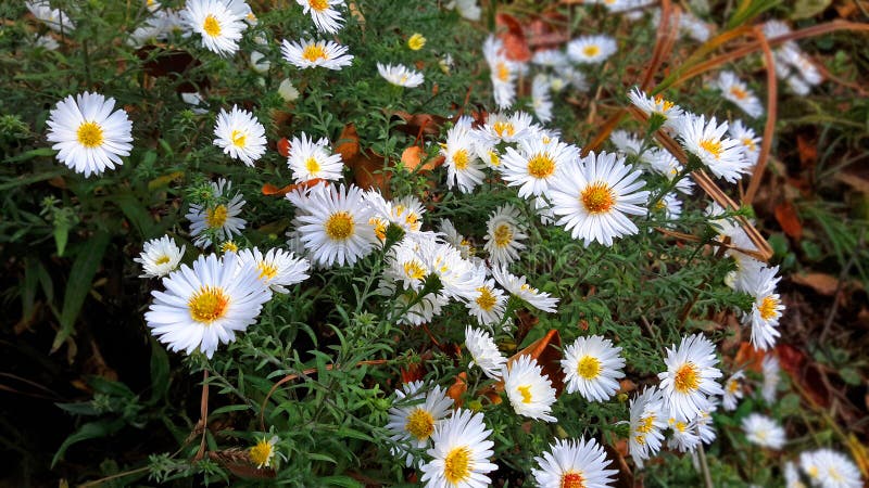 Beautiful aster flower stock image. Image of fragrant - 215140233
