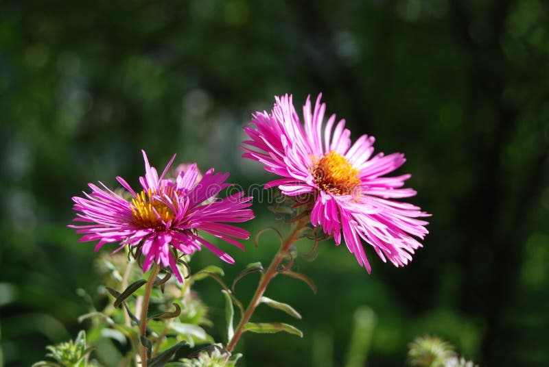 Beautiful aster flower stock image. Image of environment - 88223385