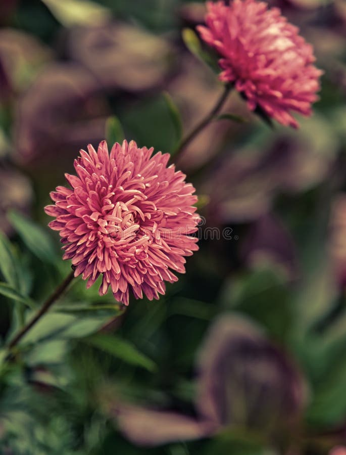 Beautiful Aster Flowers on Fall Garden Stock Image - Image of season ...