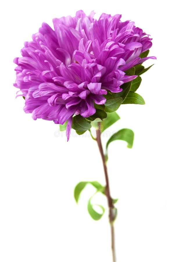 Beautiful Aster Isolated on White Background, Closeup Stock Image ...