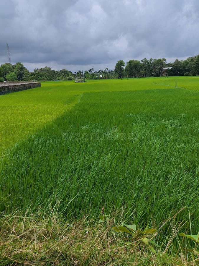 Beautiful ate rice stock image. Image of paddy, paddynatural - 256226681