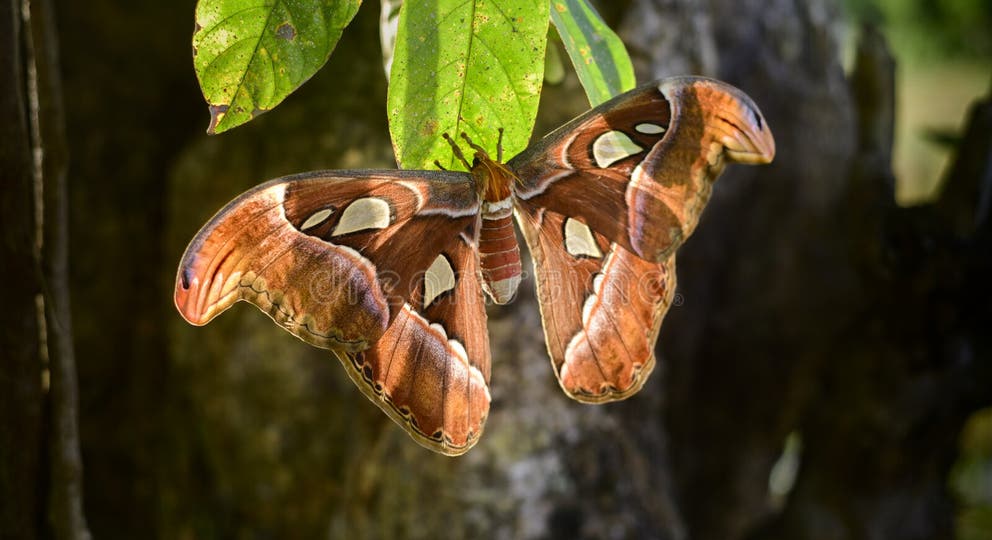 Snakehead Pattern Stock Photos - Free & Royalty-Free Stock Photos from ...