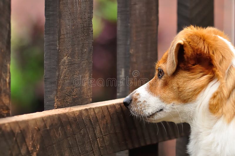 Beautiful Attentive Jack Russel Pup Stock Image - Image of domestic ...