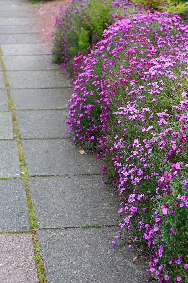 Beautiful aubrieta kitte stock photo. Image of border - 31375560