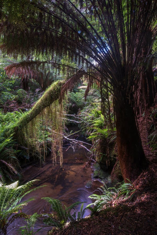 Beautiful Australian Forest Stock Image - Image of nature, fresh: 247605387