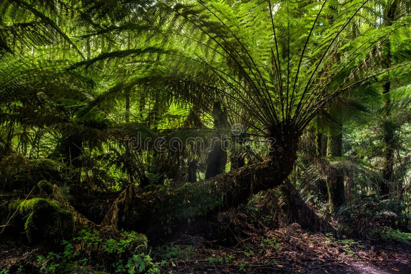 Beautiful Australian Forest Stock Photo - Image of beauty, quiet: 247605512