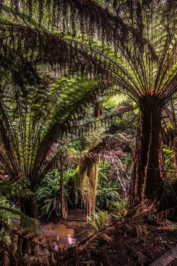 Beautiful Australian Forest Stock Photo - Image of beautiful, nature ...