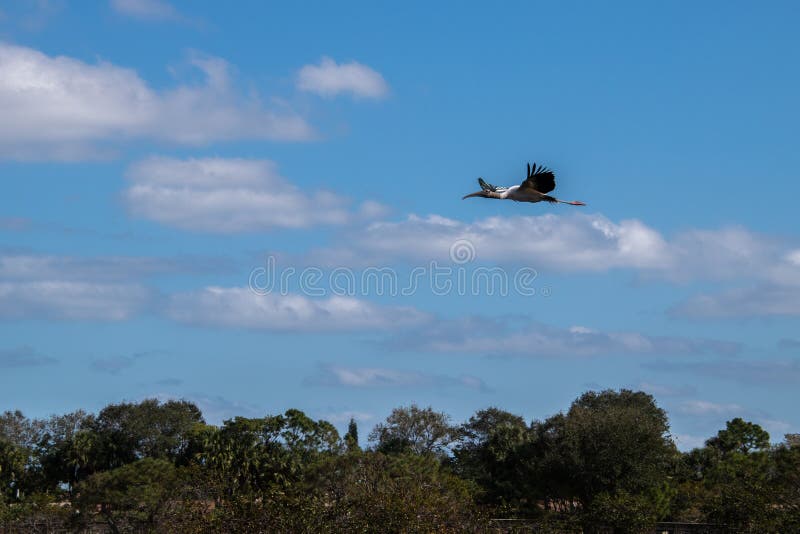 Beautiful Australian Ibis in Flight Over Trees Stock Photo - Image of ...