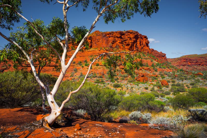 Aussie Outback stock photo. Image of summer, australian - 114021962