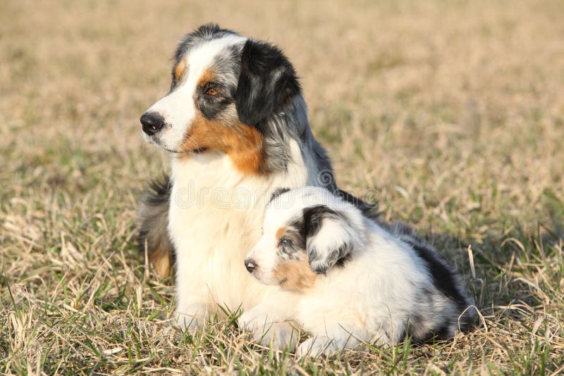Beautiful Australian Shepherd Dog with Its Puppy Stock Photo - Image of ...