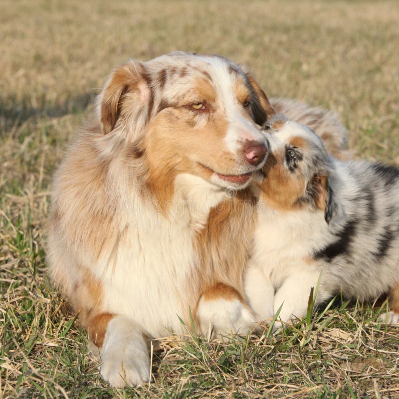Beautiful Australian Shepherd Dog with Its Puppy Stock Image - Image of ...