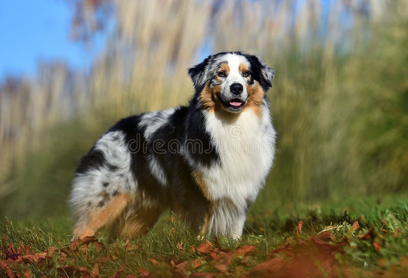 A Beautiful Australian Shepherd Dog in the Park Stock Photo - Image of ...