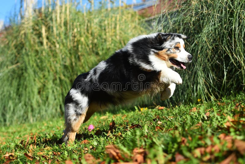 A Beautiful Australian Shepherd Dog in the Park Stock Image - Image of ...