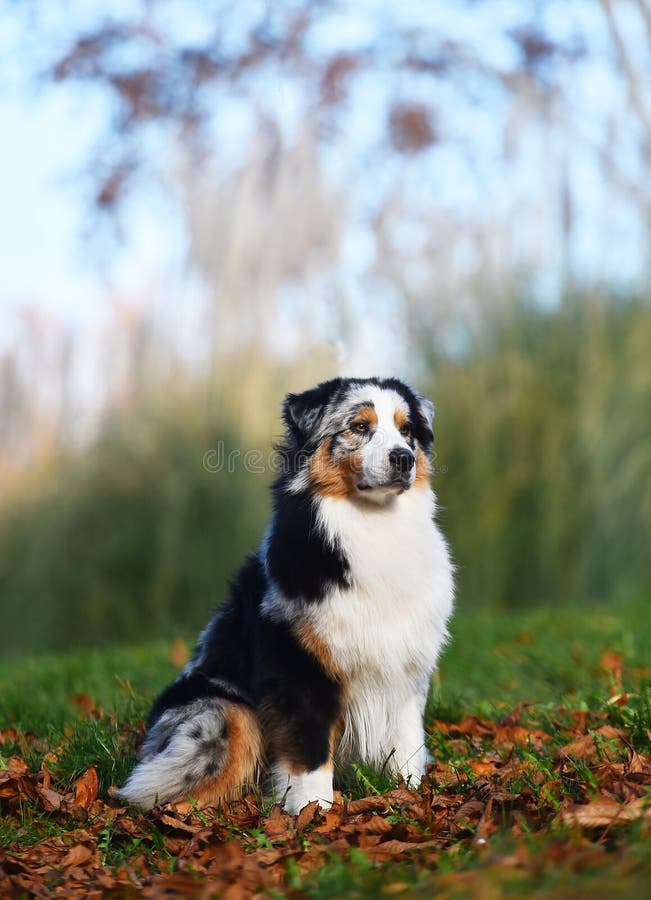 A Beautiful Australian Shepherd Dog in the Park Stock Image - Image of ...