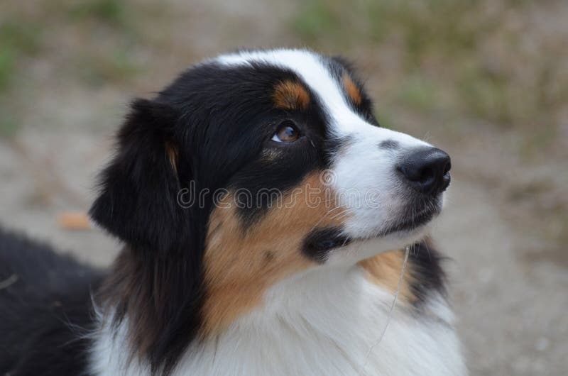 Beautiful Australian Shepherd Dog Profile Stock Photo - Image of canine ...