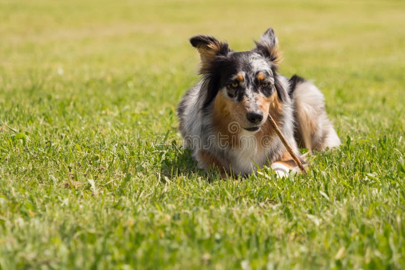 A Beautiful Australian Shepherd Plays Outside in the Meadow Stock Photo ...