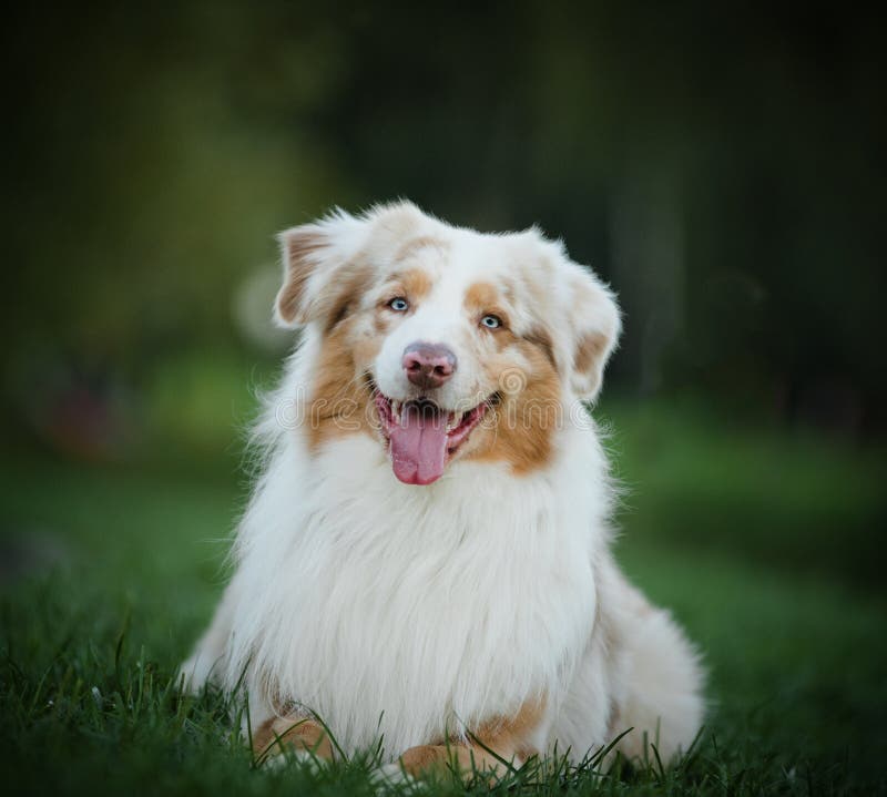 Beautiful Australian Shepherd Stock Image - Image of animal, resting ...