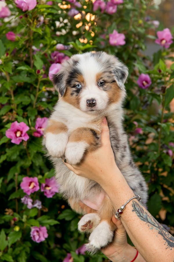 Beautiful Australian Shepherd Puppy in Owners Hand Stock Image - Image ...