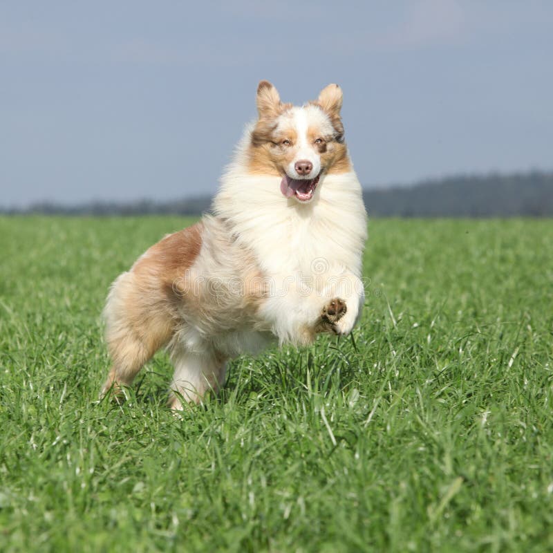 Beautiful Australian Shepherd Smiling and Running in Nature Stock Image ...