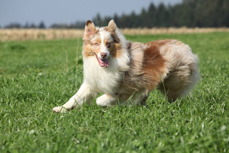 Beautiful Australian Shepherd Smiling and Running in Nature Stock Image ...