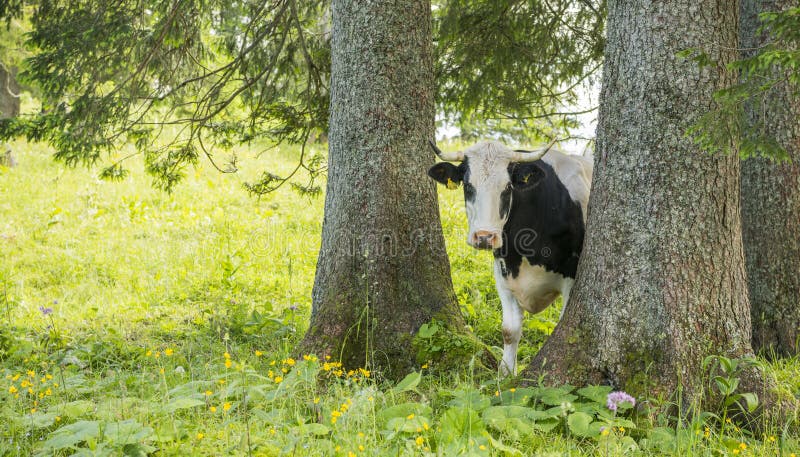 Beautiful Austrian Alps Mountain Landscape Stock Image - Image of blue ...